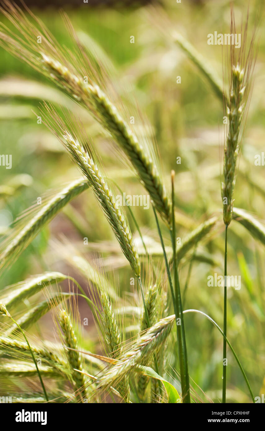 Rye plants (Secale cereale Stock Photo - Alamy