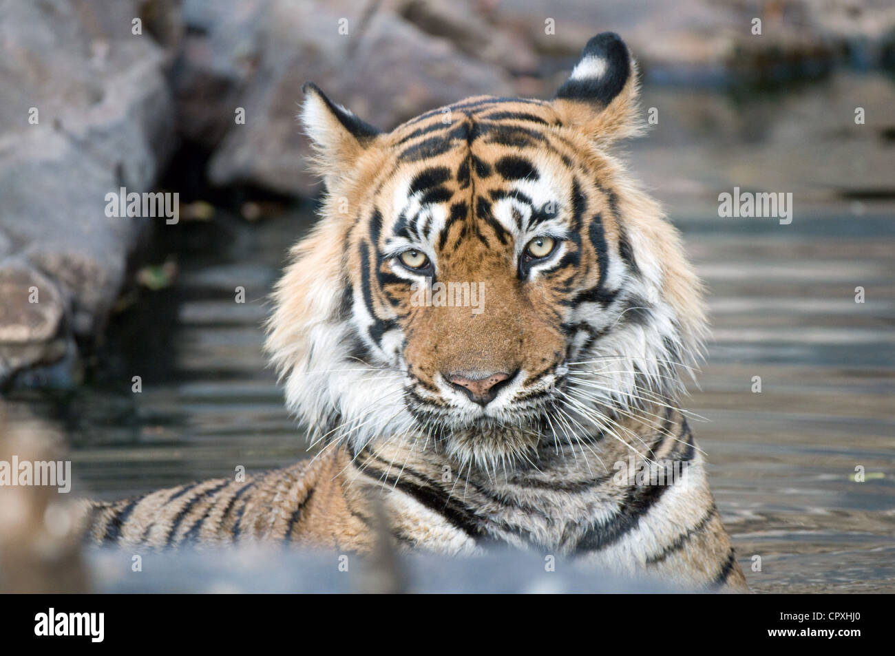 Male tiger in pool Stock Photo - Alamy
