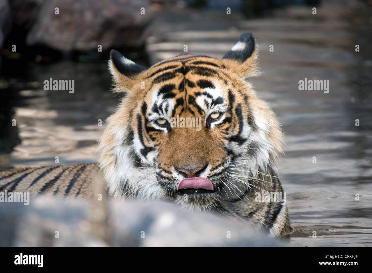 Tiger nose hi-res stock photography and images - Alamy