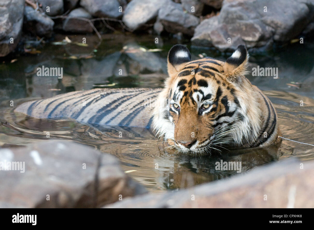 Male tiger bathing in pool Stock Photo - Alamy