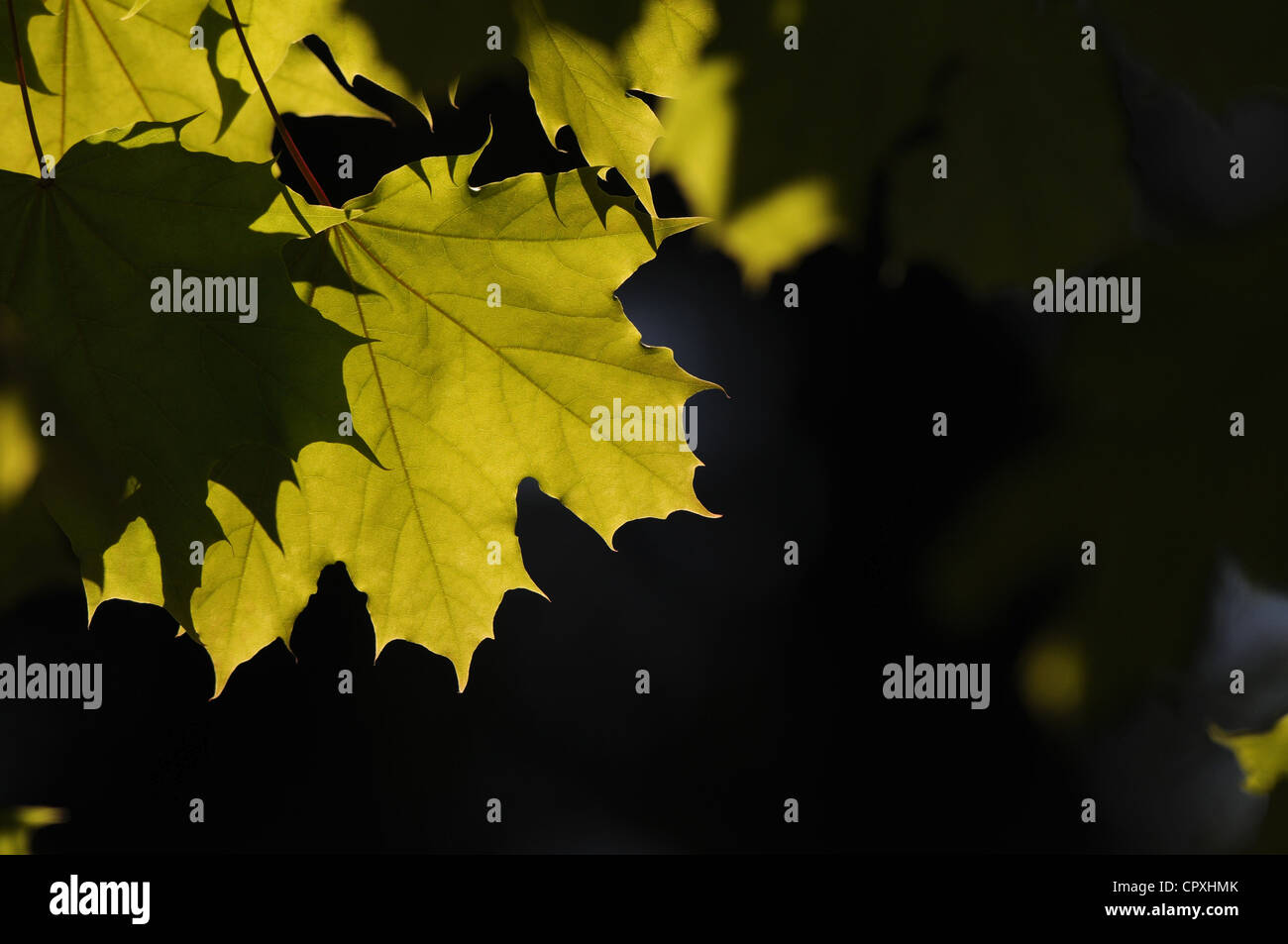 Shadow of maple leaf hi-res stock photography and images - Alamy