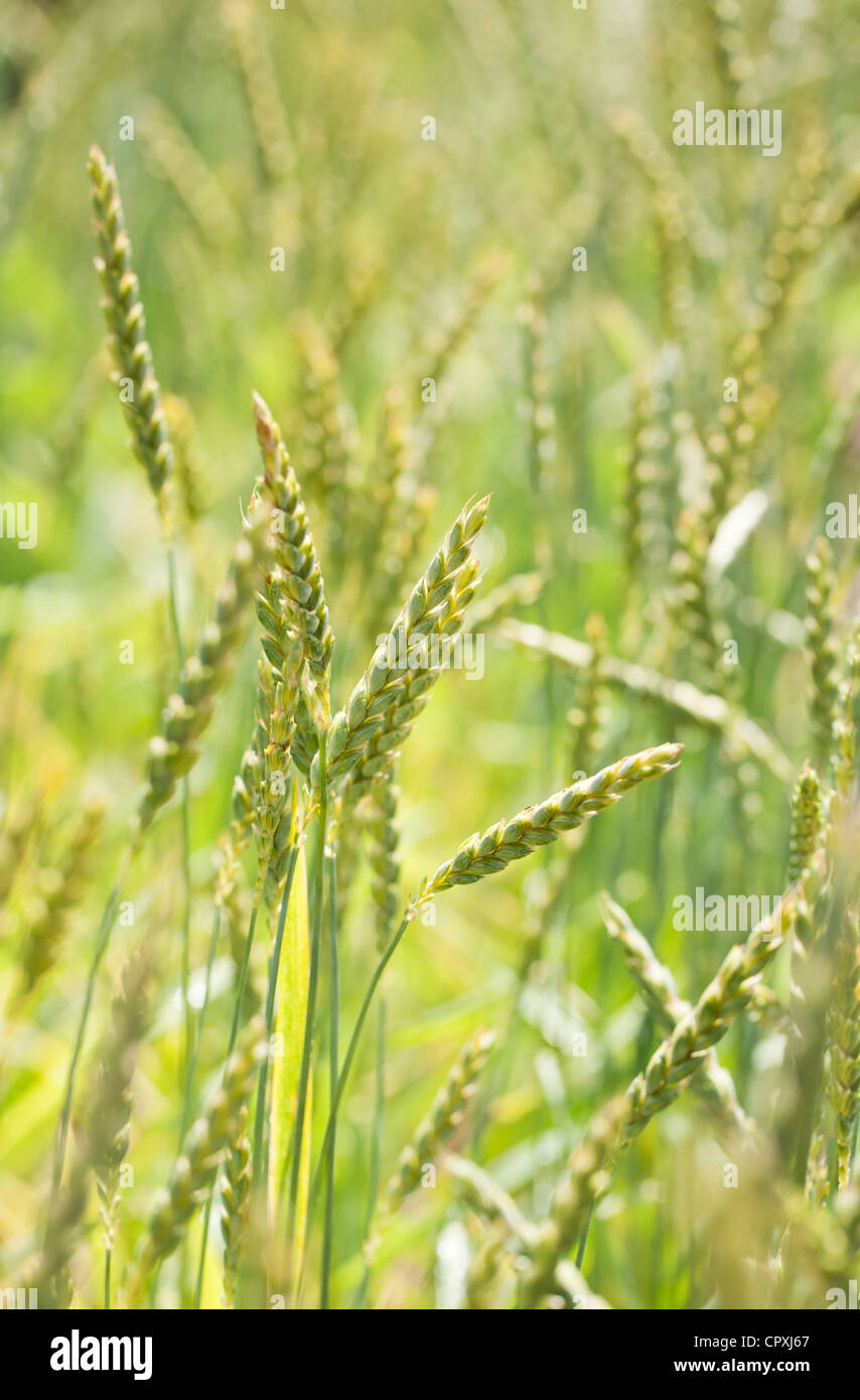 Spelt field hi-res stock photography and images - Alamy