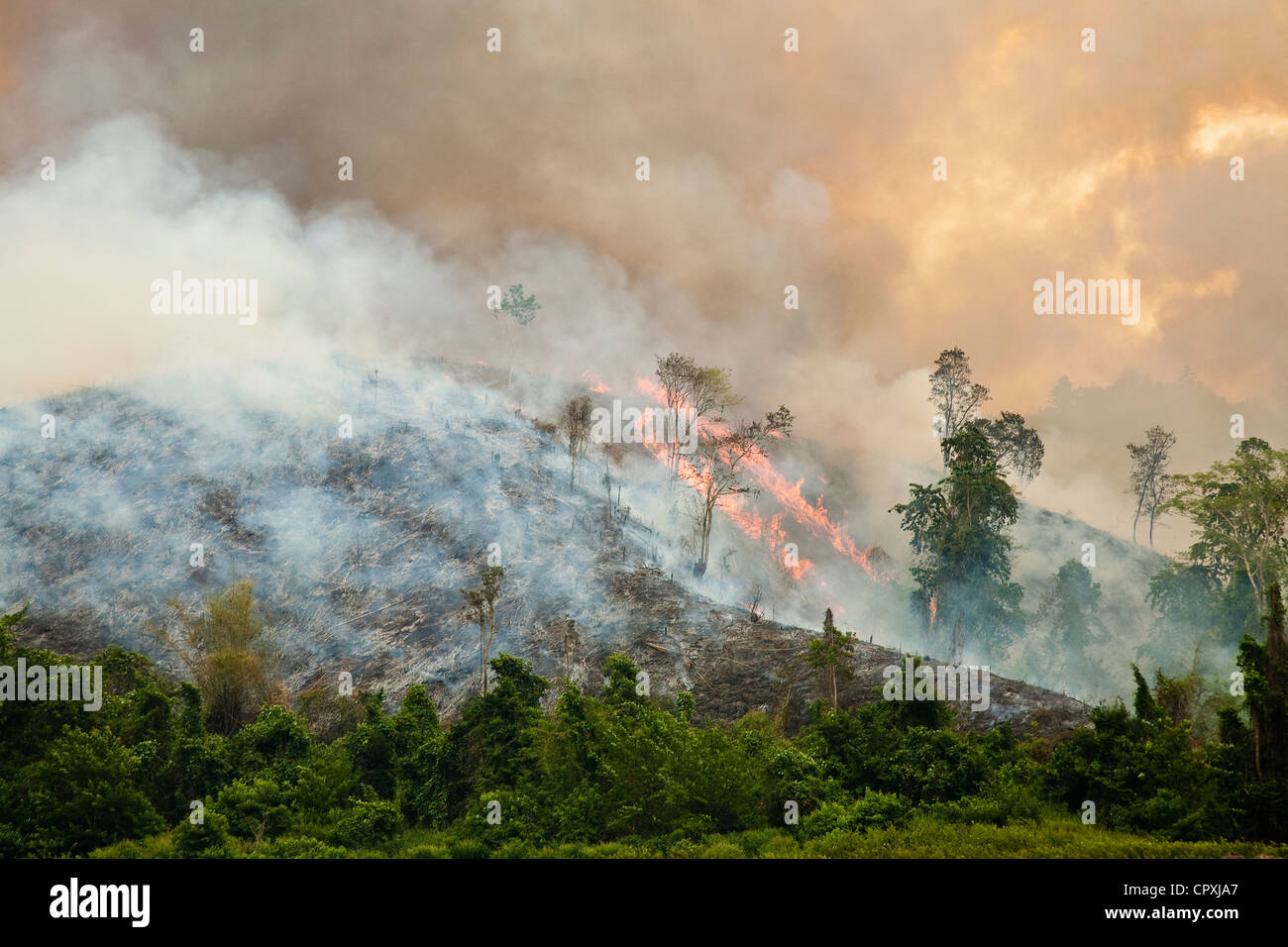 Slash and burn agriculture hi-res stock photography and images - Alamy