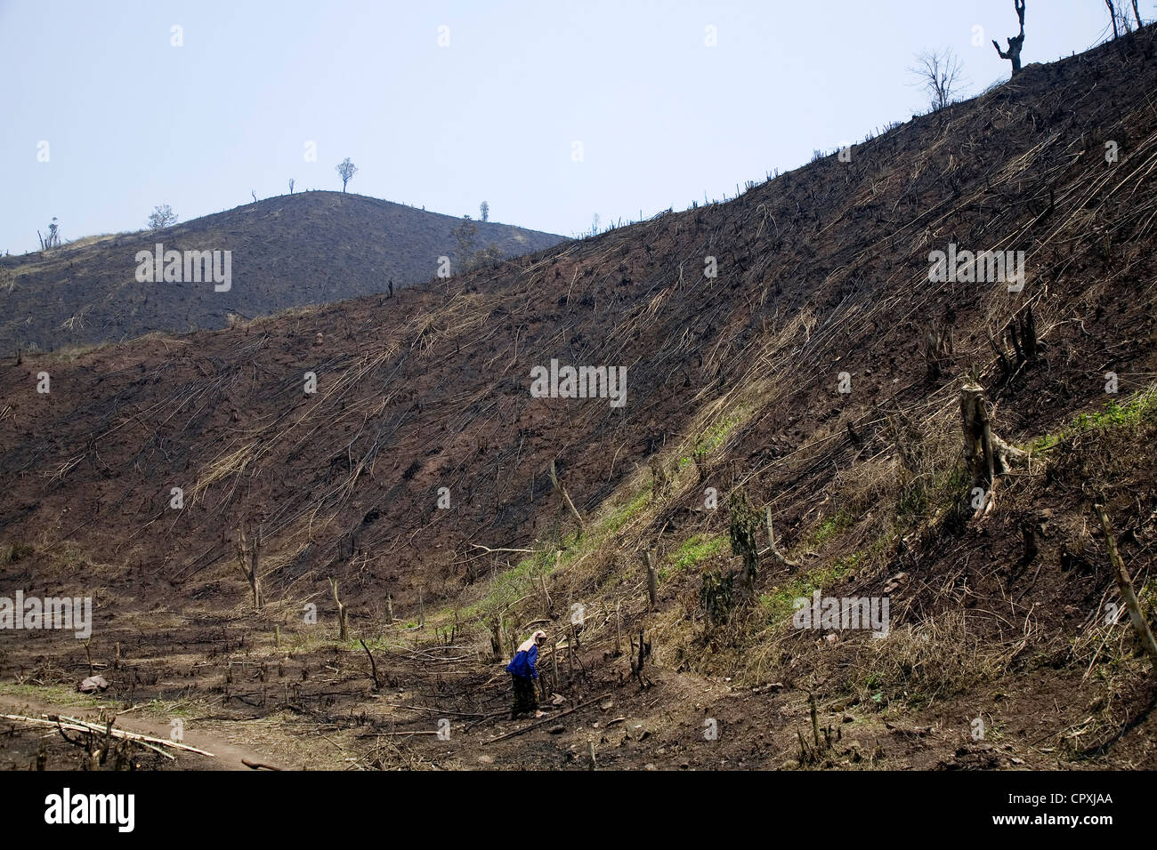 Slash and burn agriculture hi-res stock photography and images - Alamy