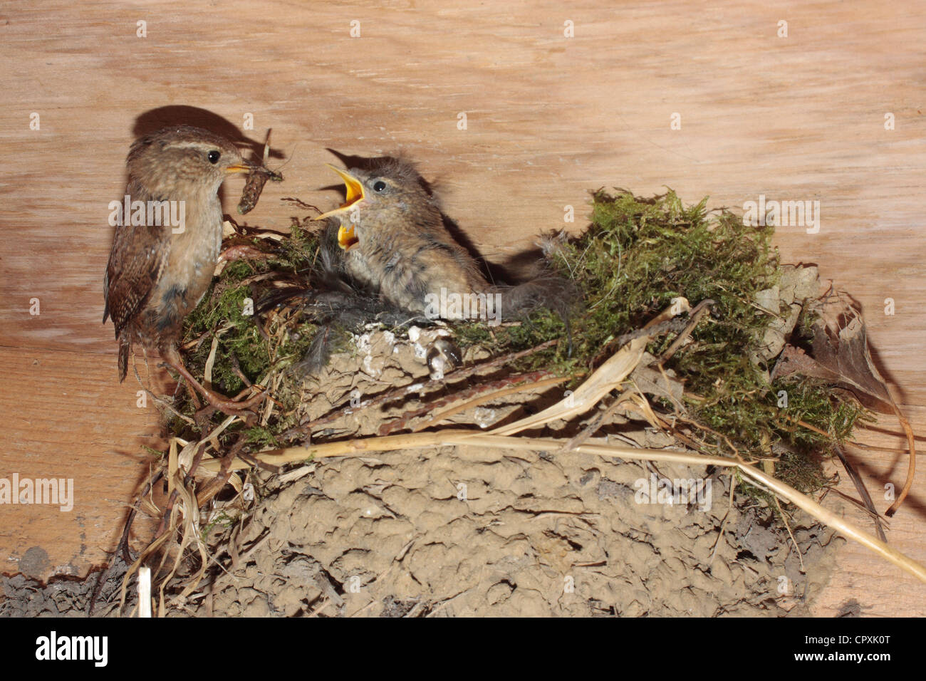 House Wren Babies