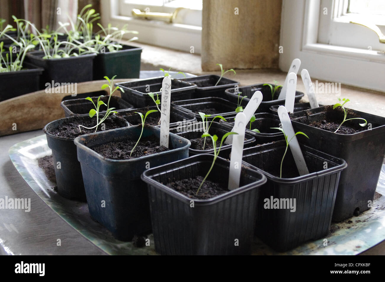Seedlings growing on a window sill Stock Photo - Alamy