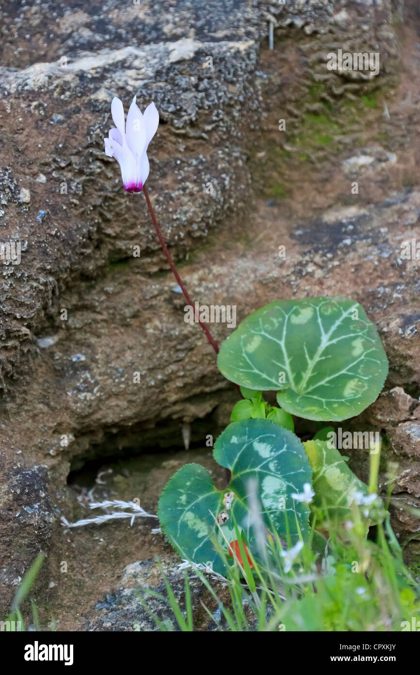 Cyprus wild flowers, Cyprus Cyclamen Stock Photo - Alamy