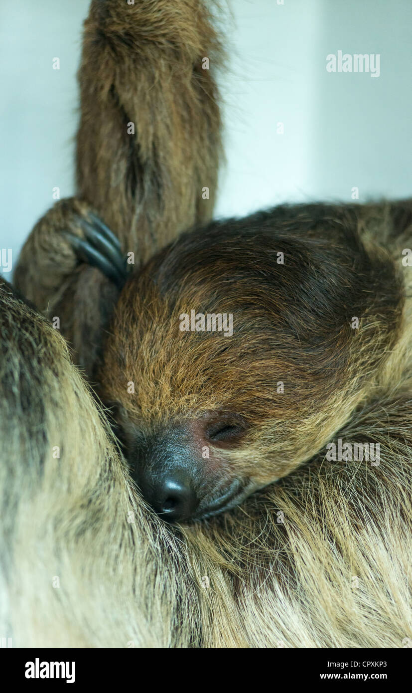 Sloths close up hi-res stock photography and images - Alamy