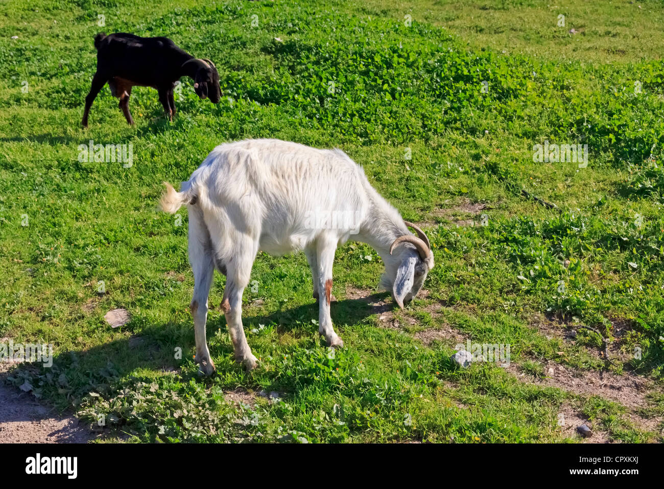 Goats eating grass in a meadow Stock Photo - Alamy