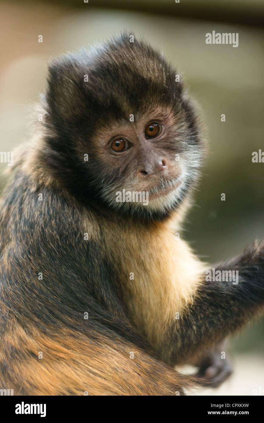 Tufted capuchin monkey (Sapajus apella) with cheeky expression Stock ...