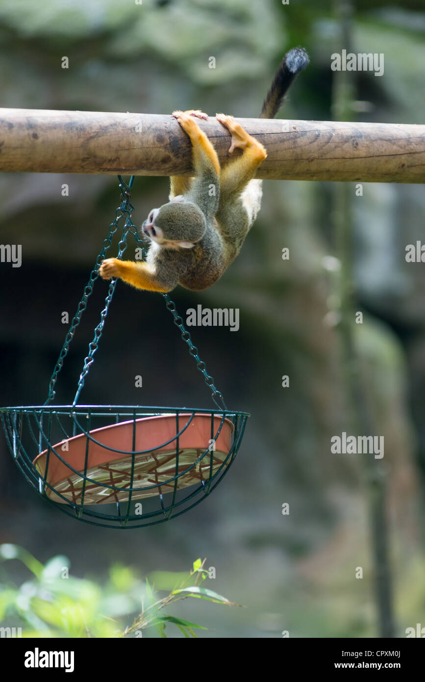A Mischievous Common Squirrel Monkey (Saimiri sciureus Stock Photo - Alamy