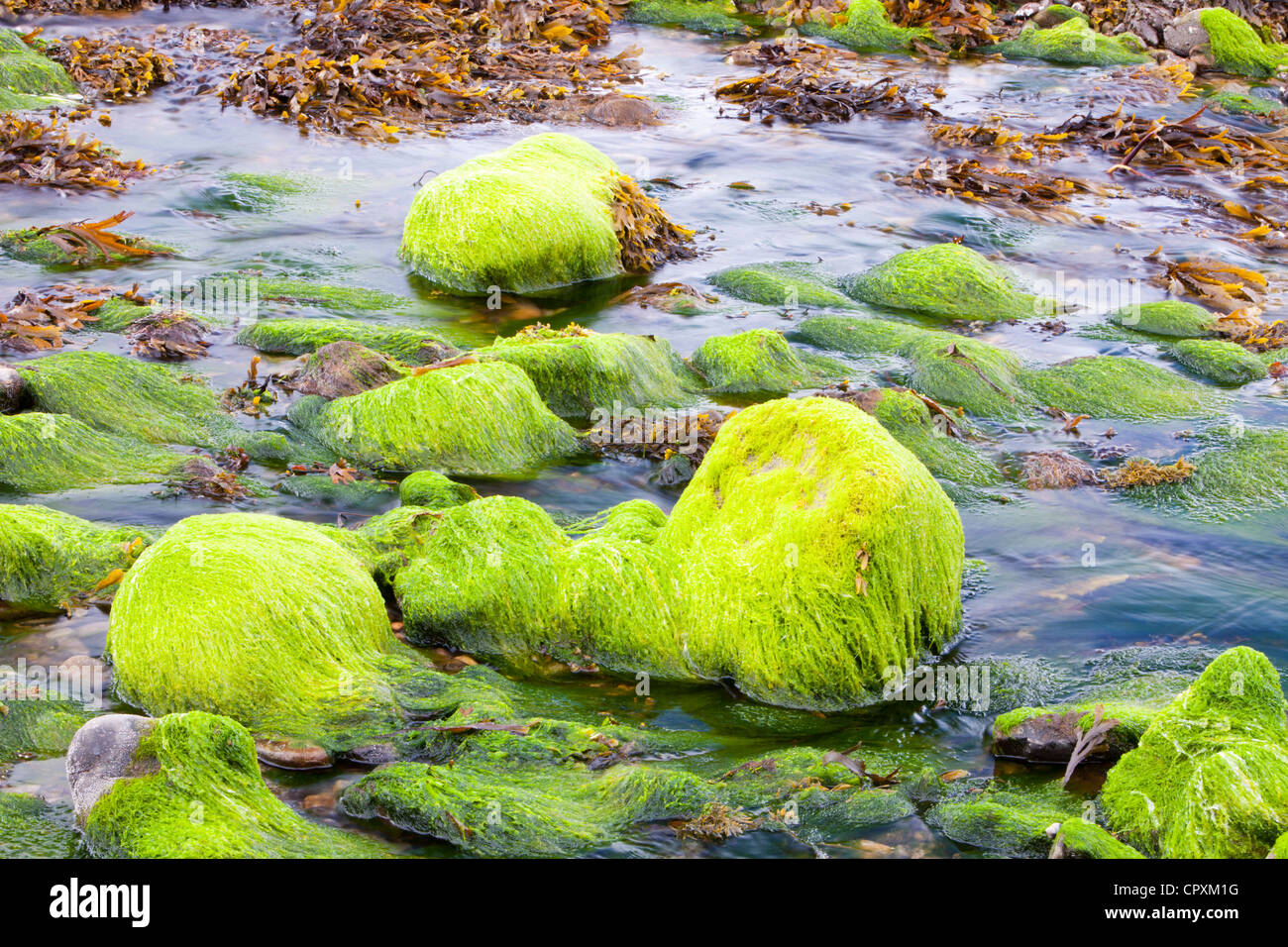 Seaweed in Broadford, Isle of skye, Scotland, UK Stock Photo - Alamy