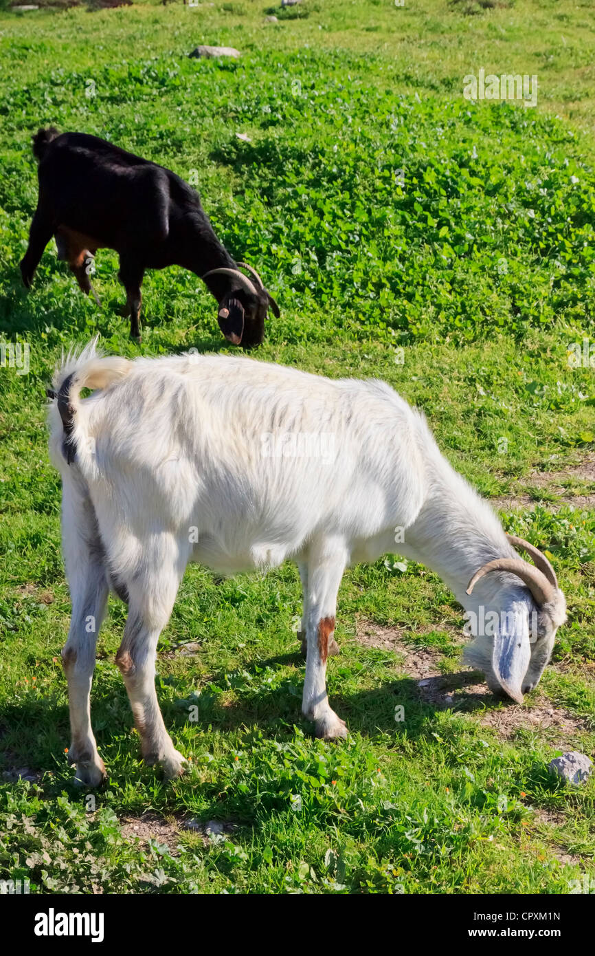 Goat eating grass not field hi-res stock photography and images - Alamy