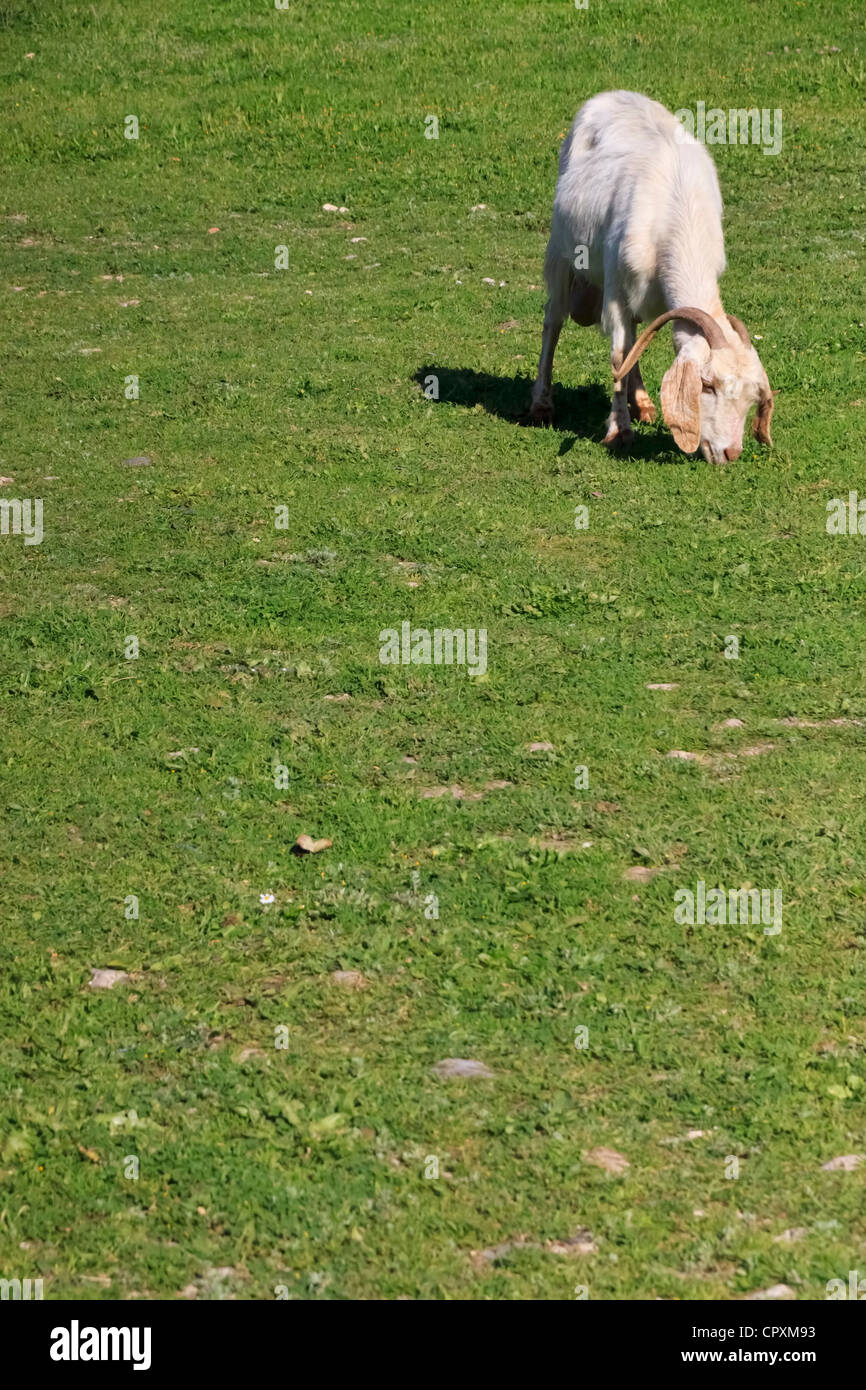 Goat eating grass in a meadow Stock Photo - Alamy