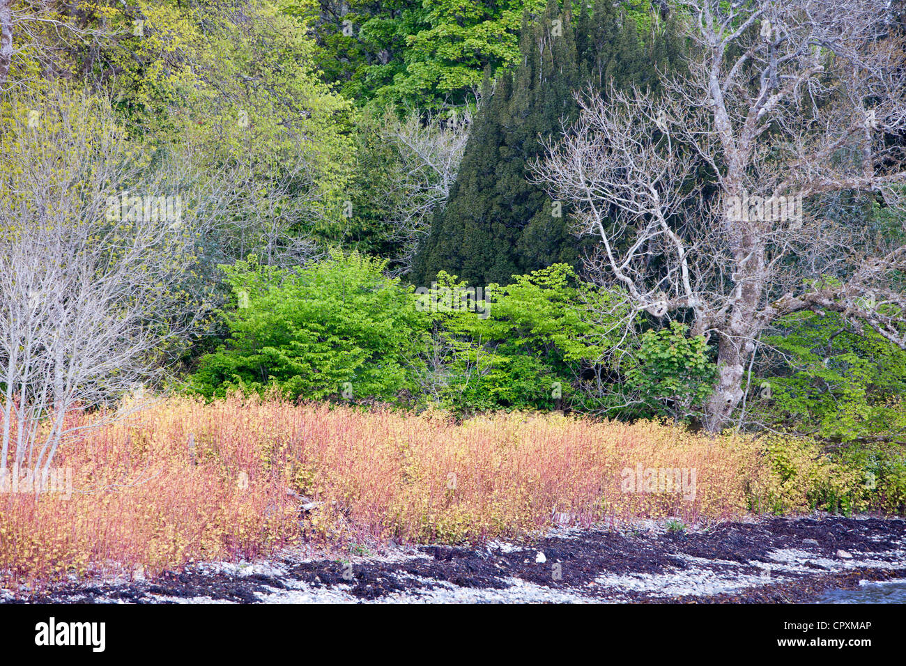 Japanese Knott Weed, an alien invader taking over on the coast at ...