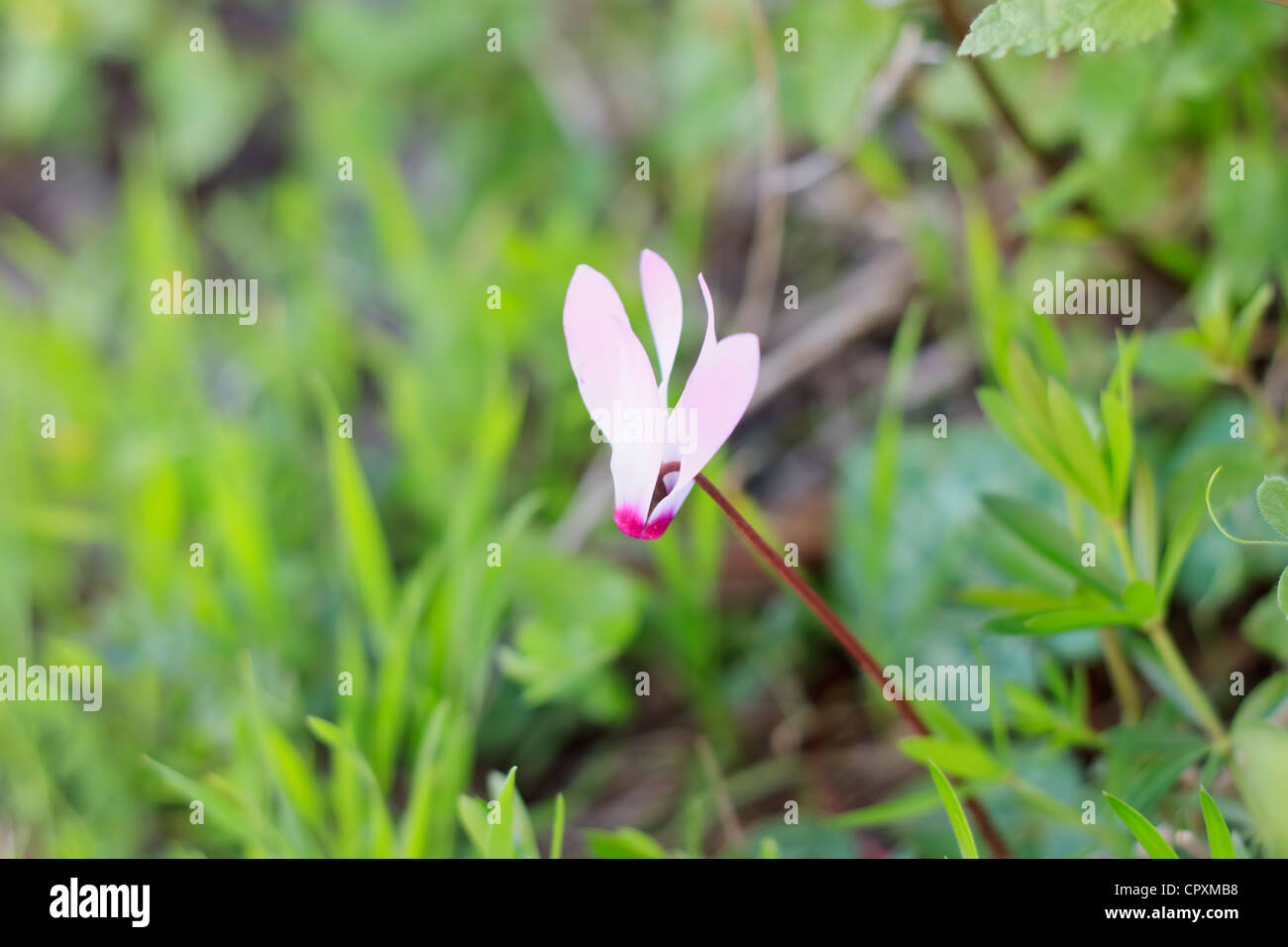 Cyclamen cyprium (Cyprus cyclamen) wild flower in a field, Akamas ...