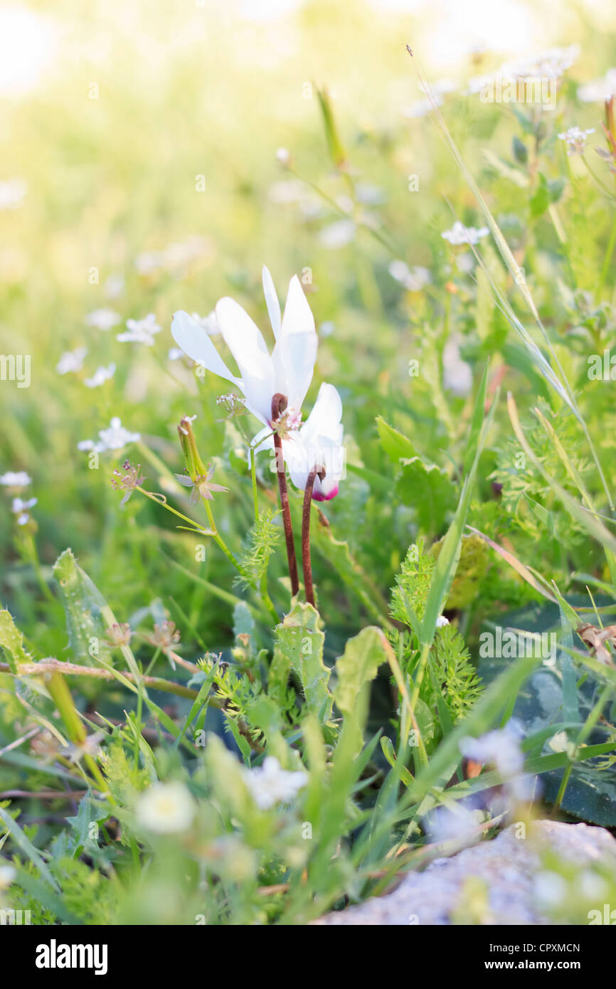 Cyclamen cyprium (Cyprus cyclamen) wild flower in a field, Akamas ...