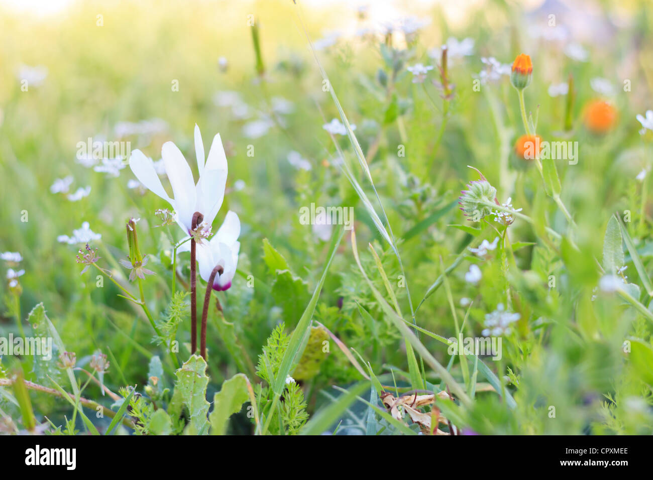 Cyclamen cyprium (Cyprus cyclamen) wild flower in a field, Akamas ...