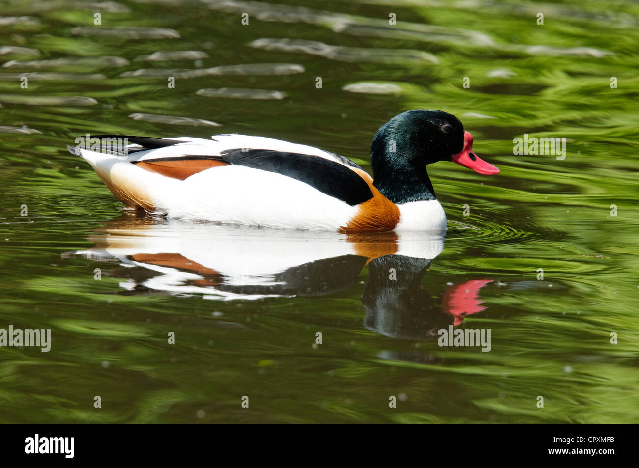 A Shelduck at Martin Mere Stock Photo - Alamy