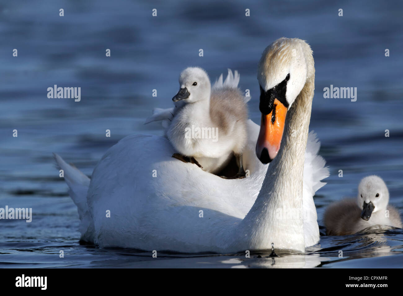 Back of swan hi-res stock photography and images - Alamy