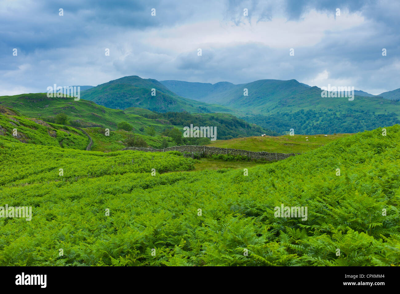 Bracken grass hi-res stock photography and images - Alamy