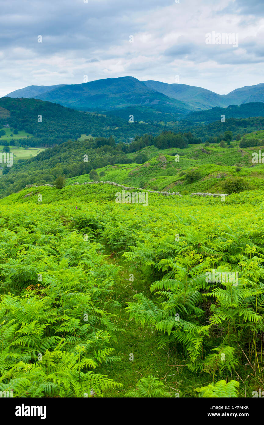 Dense bracken on country walk near Lake Windermere in the Lake District ...