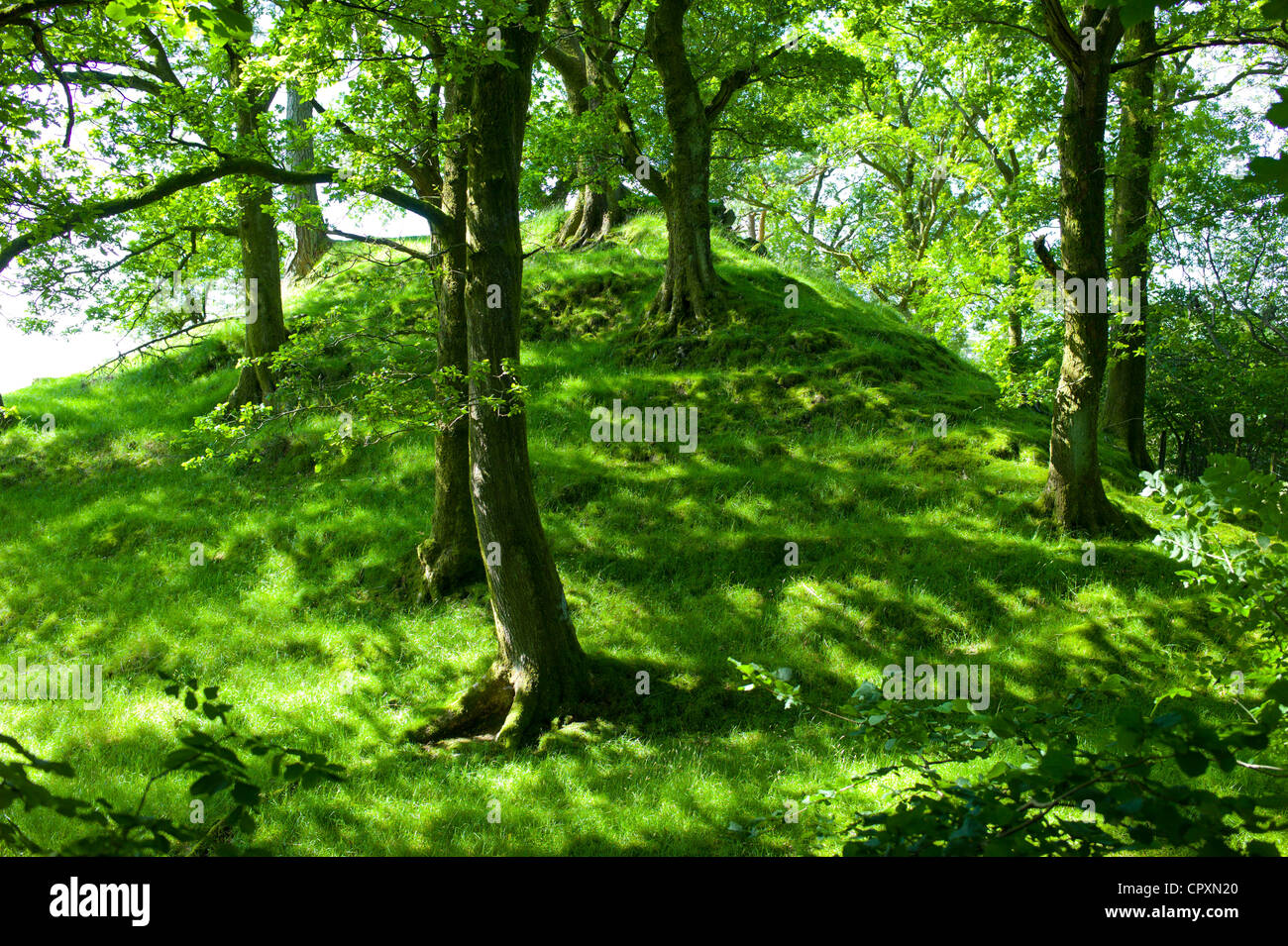 English oak woodland hi-res stock photography and images - Alamy