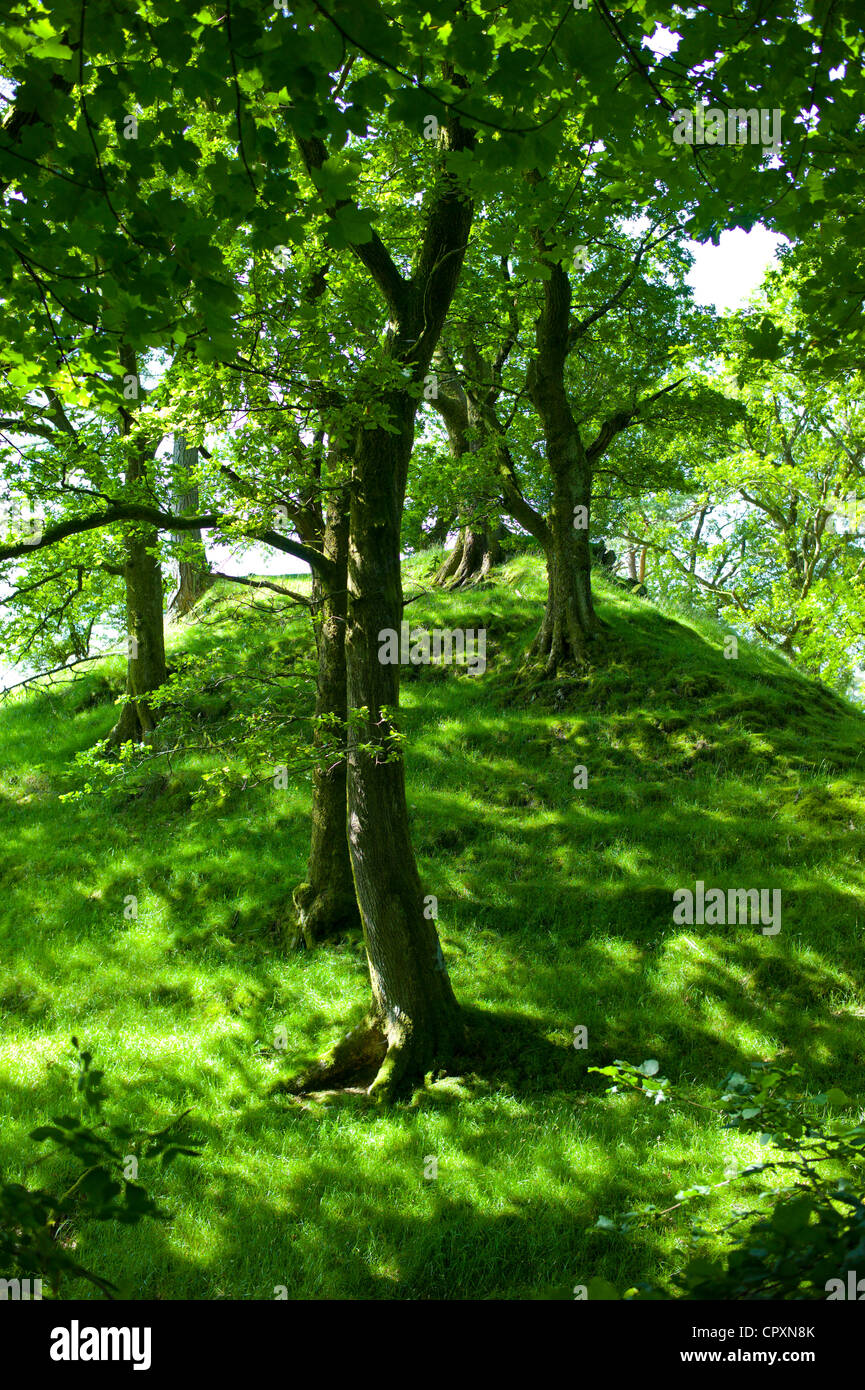 English oak woodland hi-res stock photography and images - Alamy