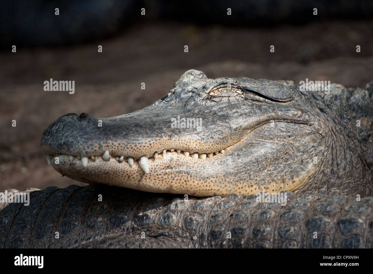 Alligator American Alligator Predator Reptile Teeth Stock Photo - Alamy