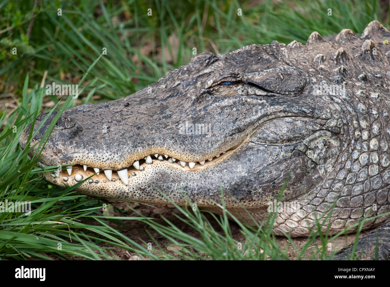 Alligator American Alligator Predator Reptile Teeth Stock Photo - Alamy