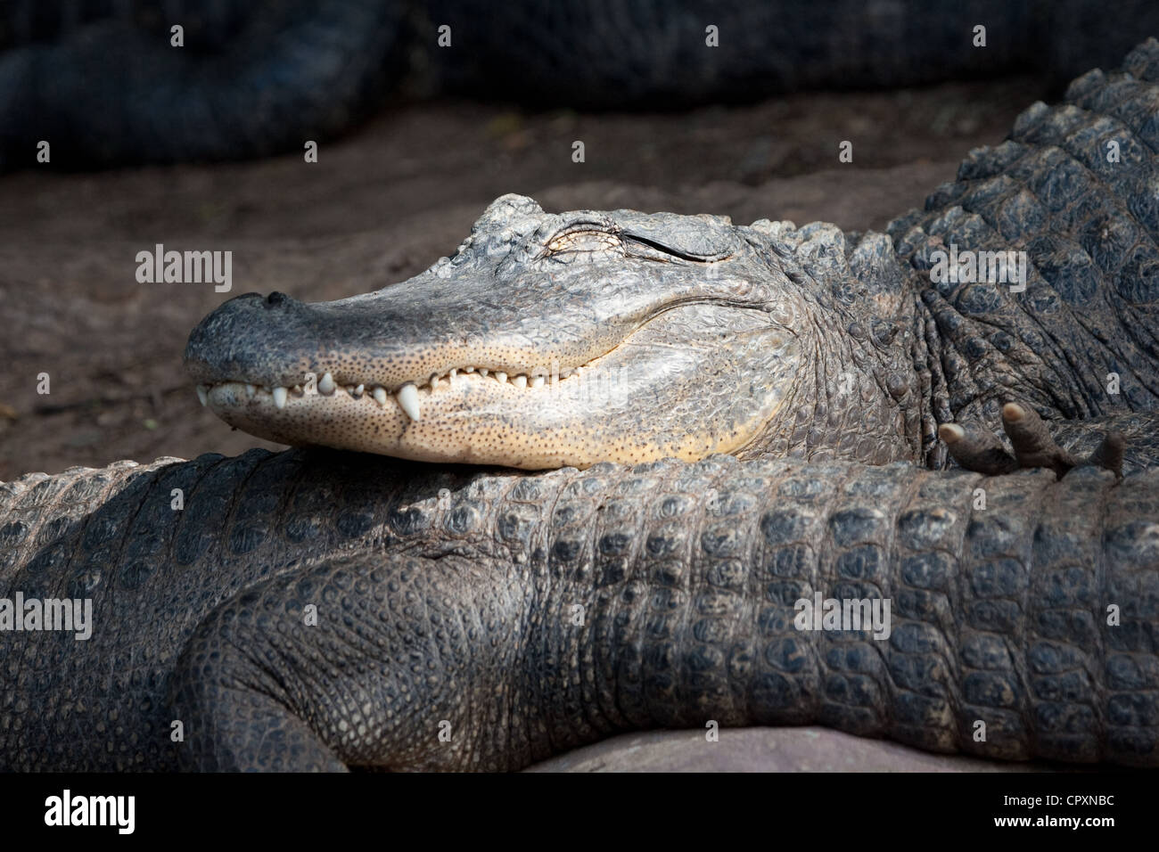 Alligator American Alligator Predator Reptile Teeth Stock Photo - Alamy