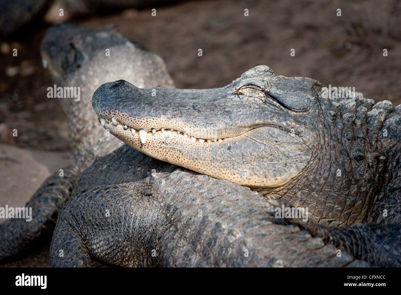 Alligator American Alligator Predator Reptile Teeth Stock Photo - Alamy