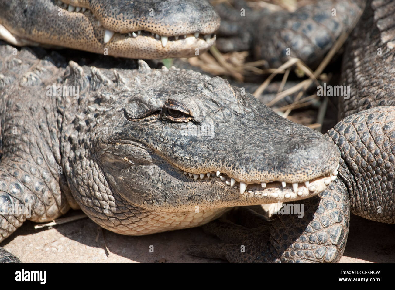 Alligator American Alligator Predator Reptile Teeth Stock Photo - Alamy