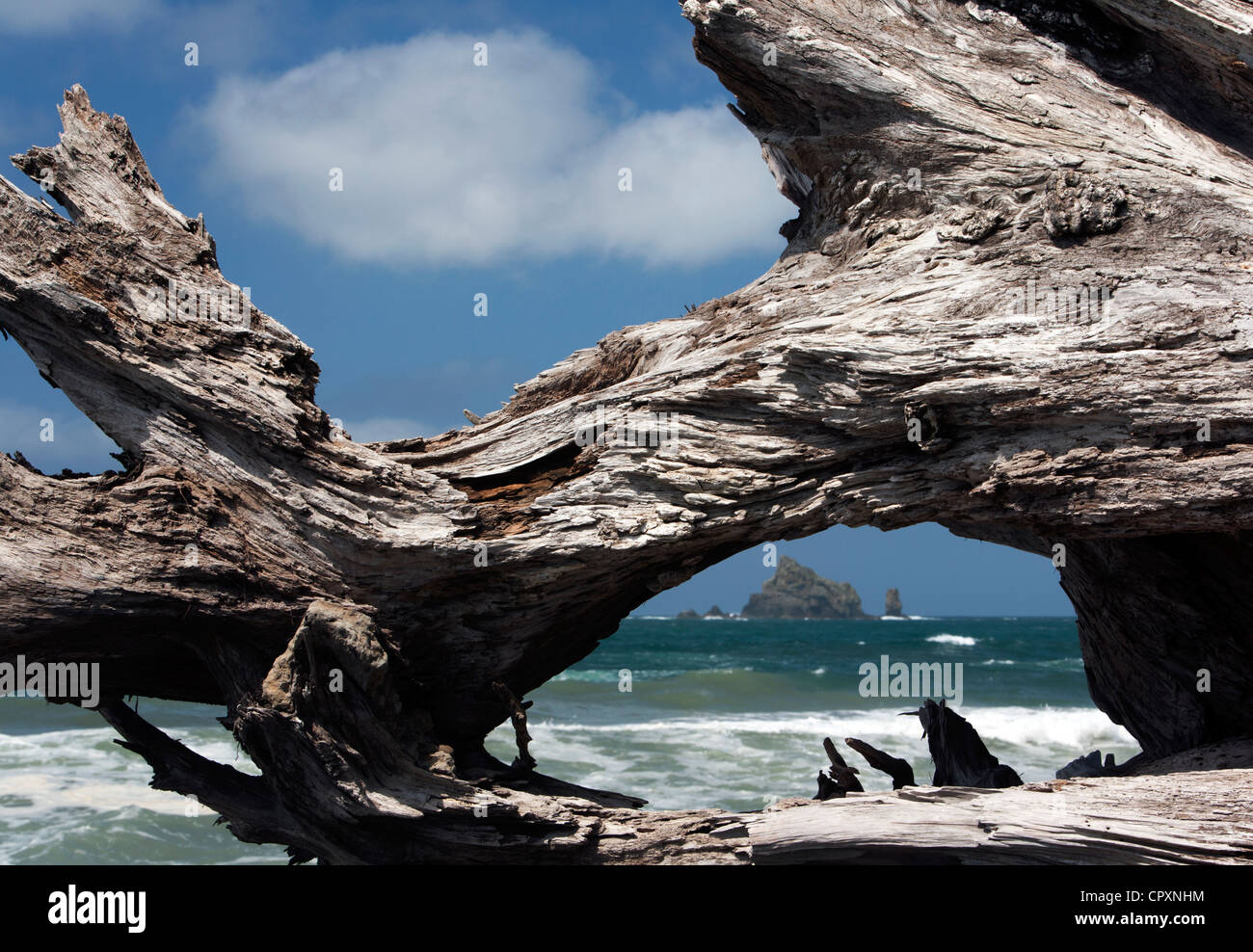 Shore driftwood beach hi-res stock photography and images - Alamy