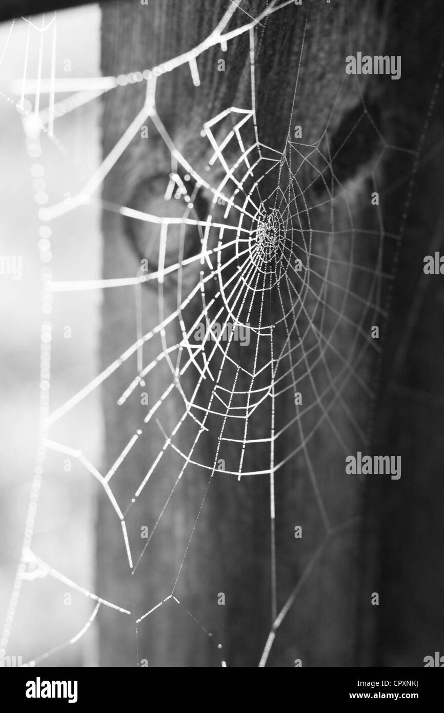 Spiders in spider web Black and White Stock Photos & Images - Alamy