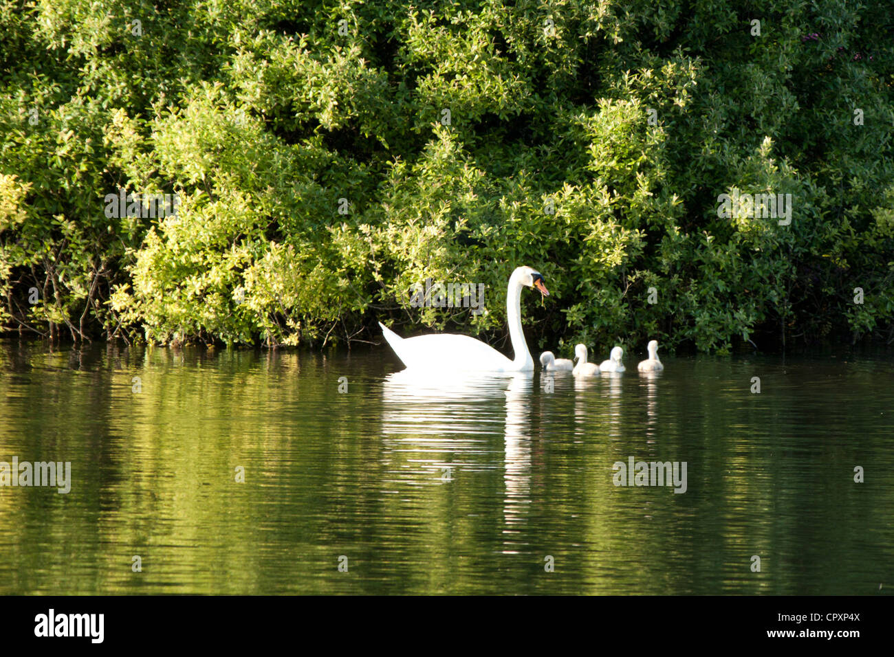 Mother Swan with young signets Stock Photo - Alamy
