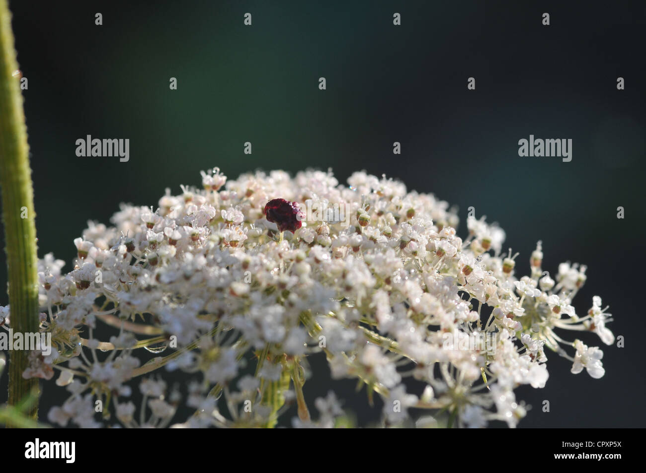 Carrot apiaceae hi-res stock photography and images - Alamy