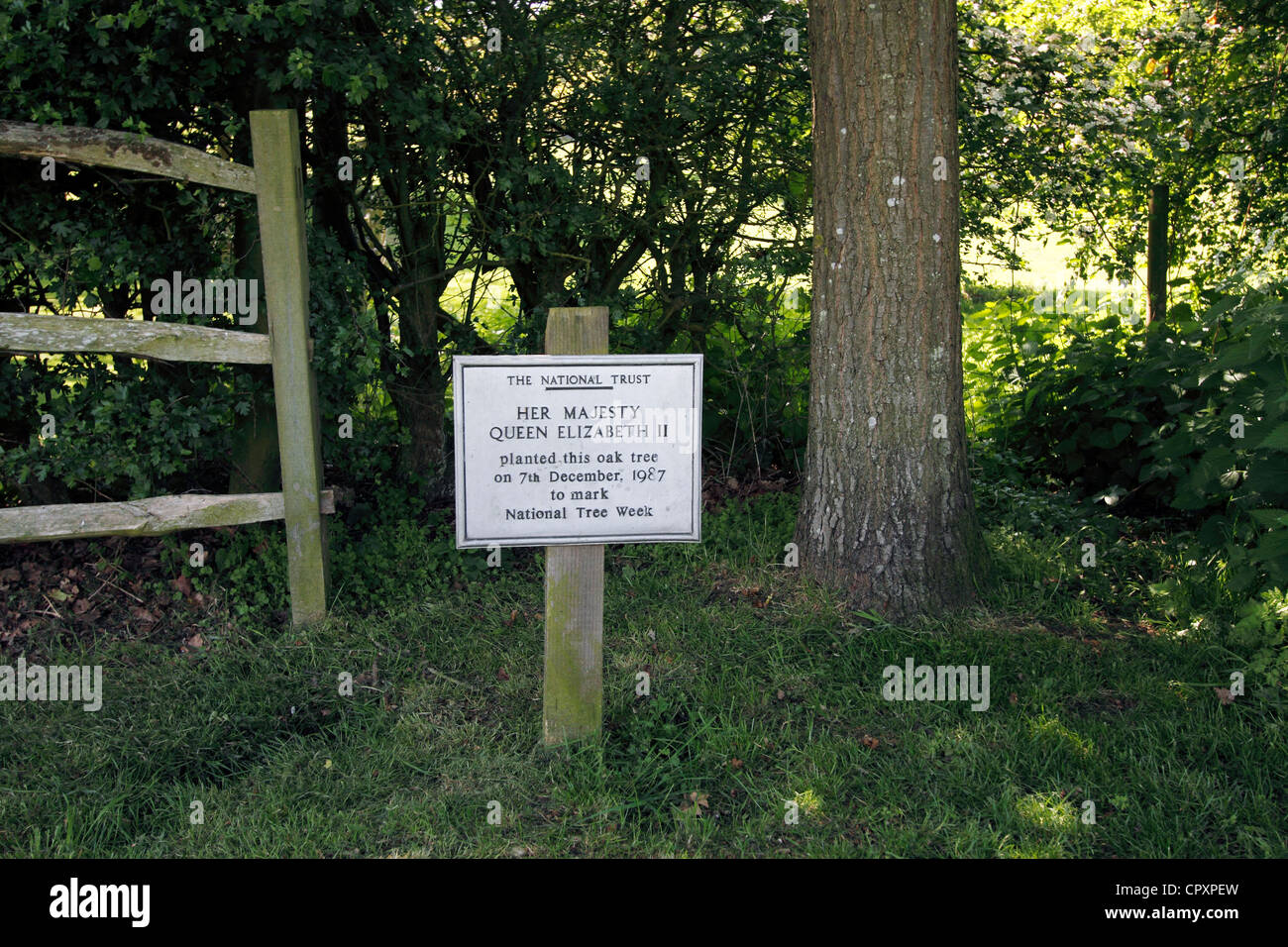 Magna Carta - Runnymede. This oak tree (Quercus robur; Q pedunculata; Q ...