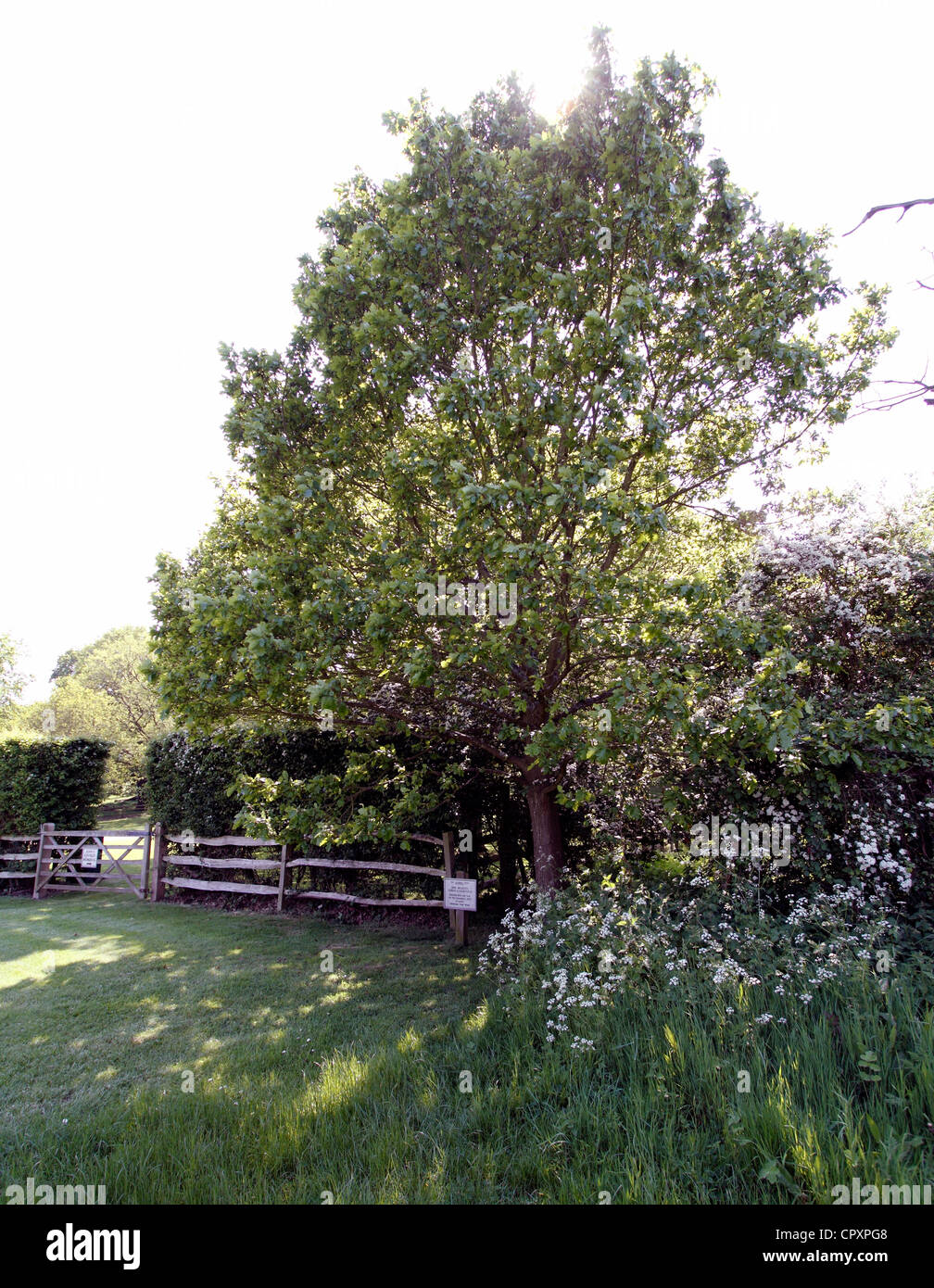 Magna Carta - Runnymede. This oak tree (Quercus robur; Q pedunculata; Q ...