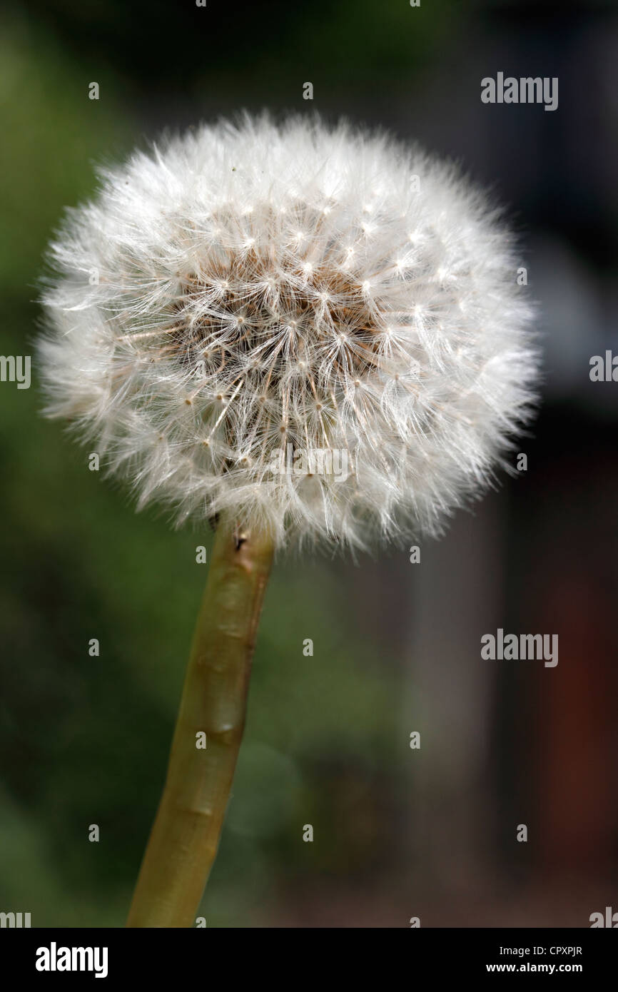 Dandelion Taraxacum officinale, The dandelion is a perennial ...