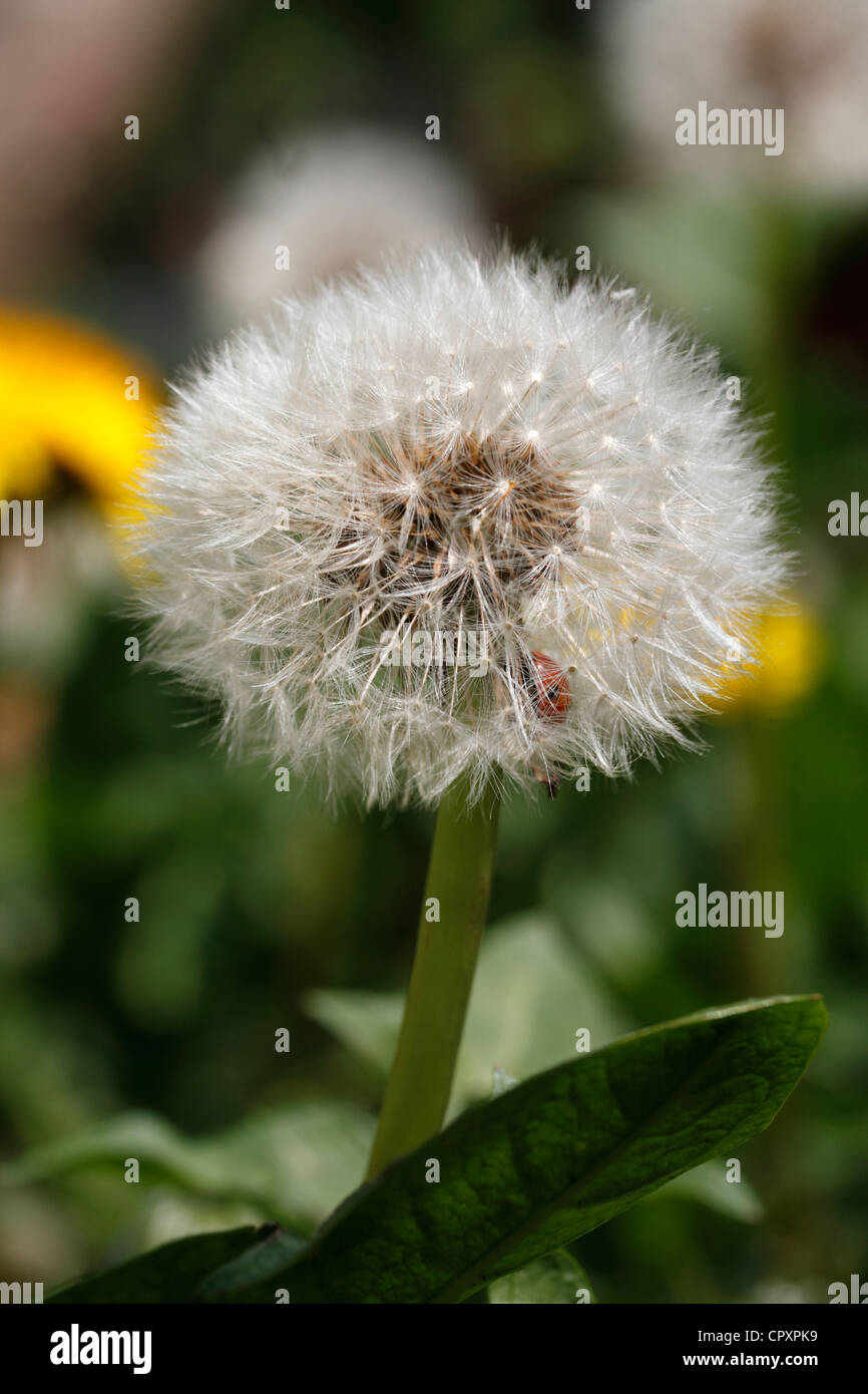 Dandelion Taraxacum officinale, The dandelion is a perennial ...