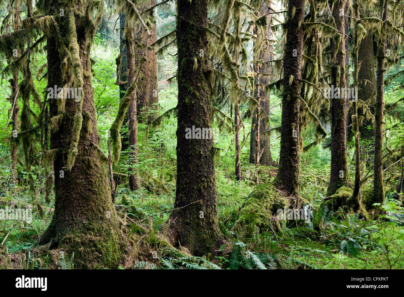 Hoh rainforest olympic national park hi-res stock photography and ...