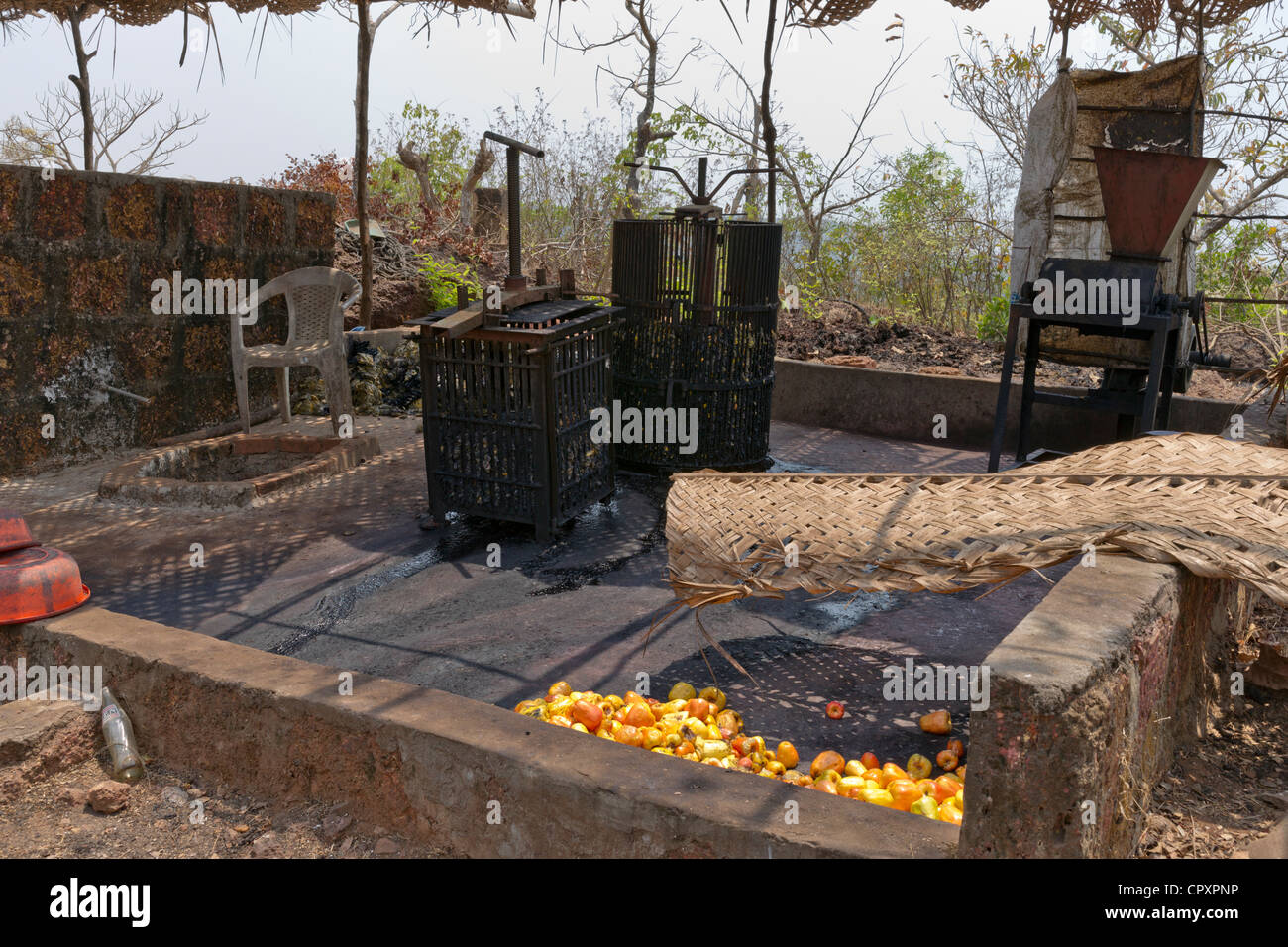 Goan cashew feni hi-res stock photography and images - Alamy