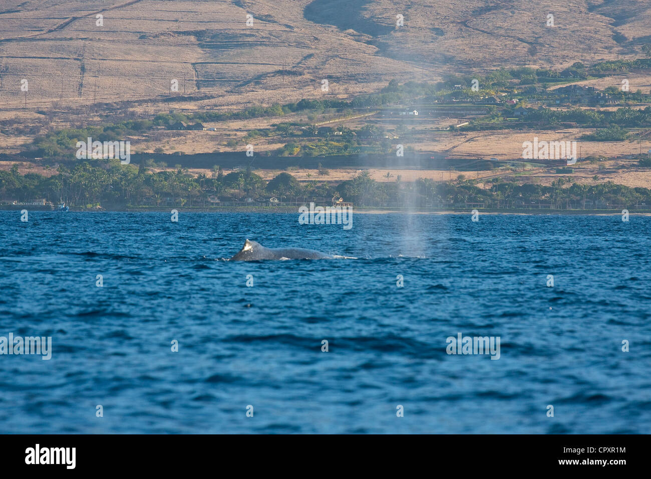 Spouting humpback whale near Maui Stock Photo - Alamy