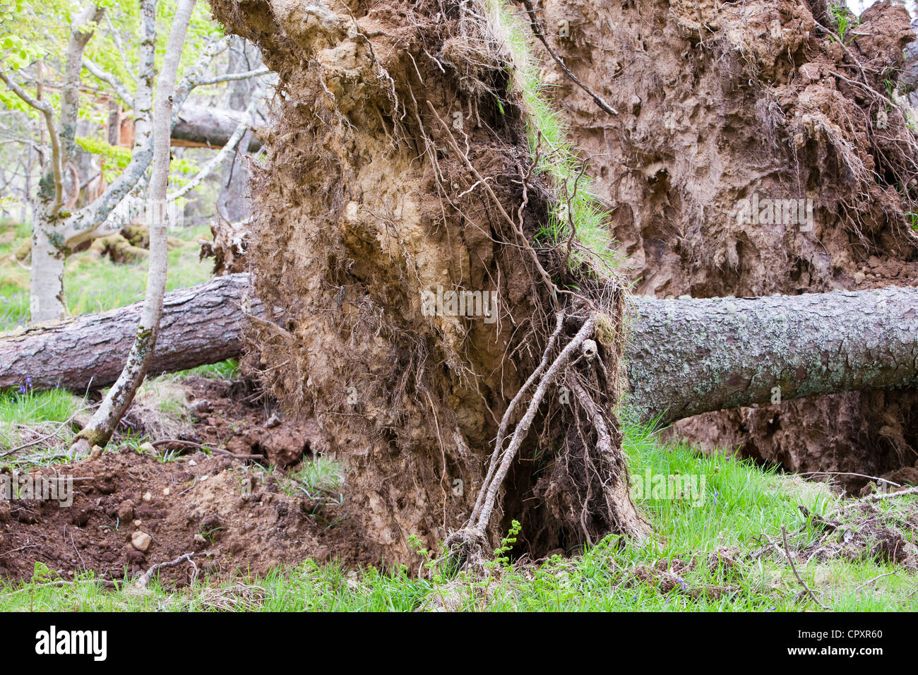 Trees in woodland on the Isle of Eigg that were blown over by hurricane ...
