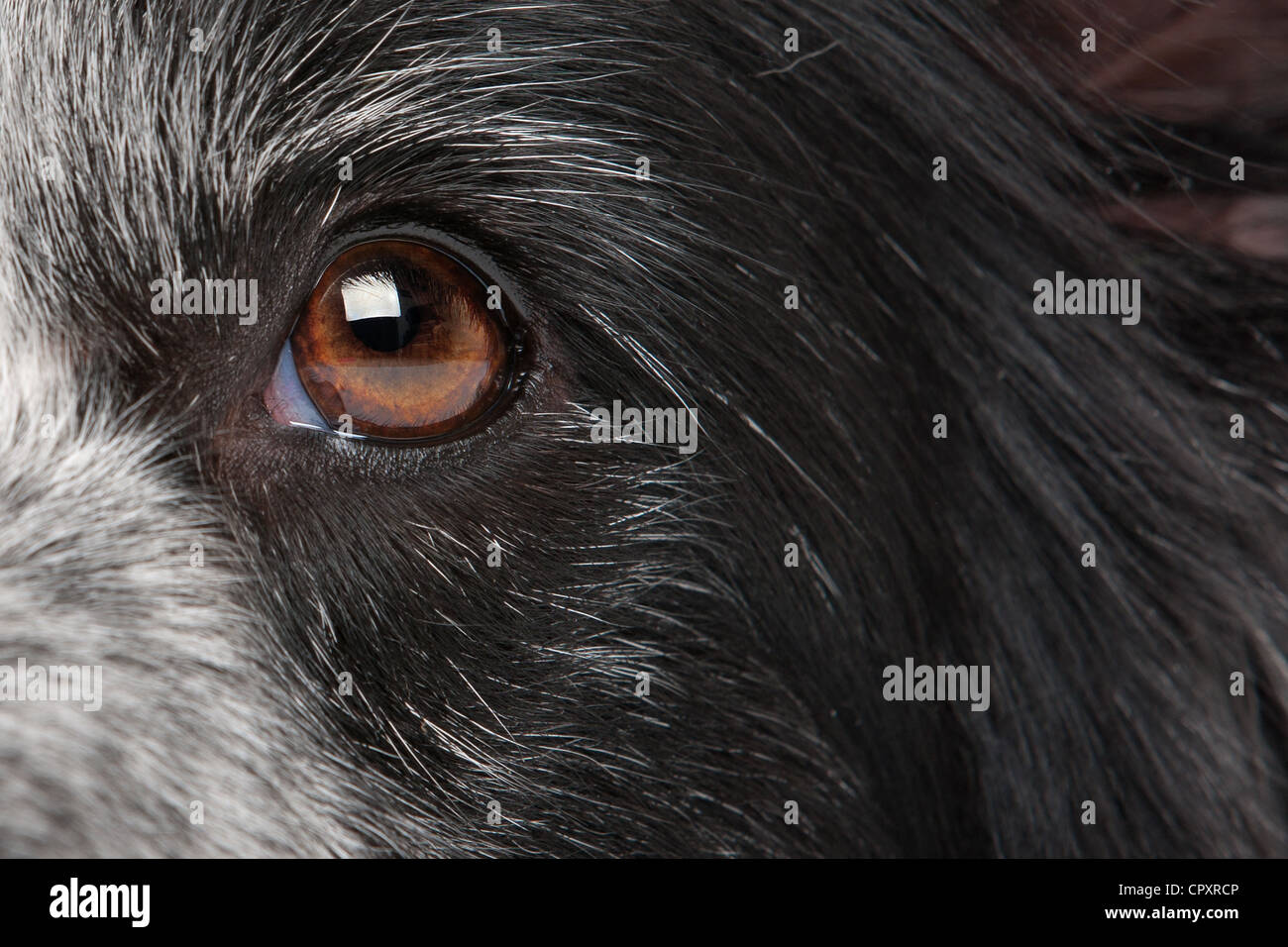 close-up eye from a border collie dog Stock Photo - Alamy