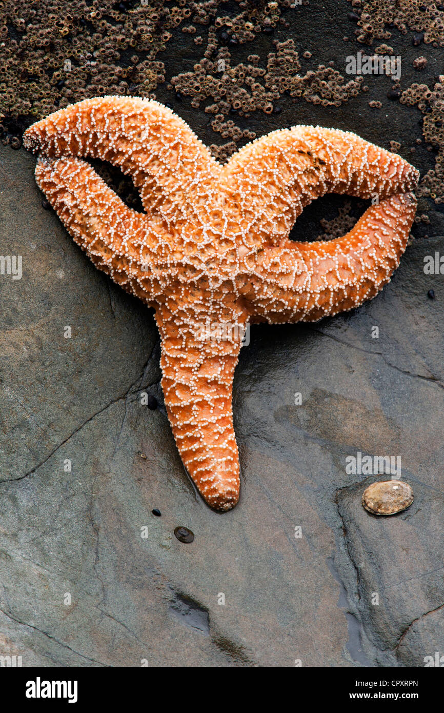 Starfish olympic national park washington hi-res stock photography and ...