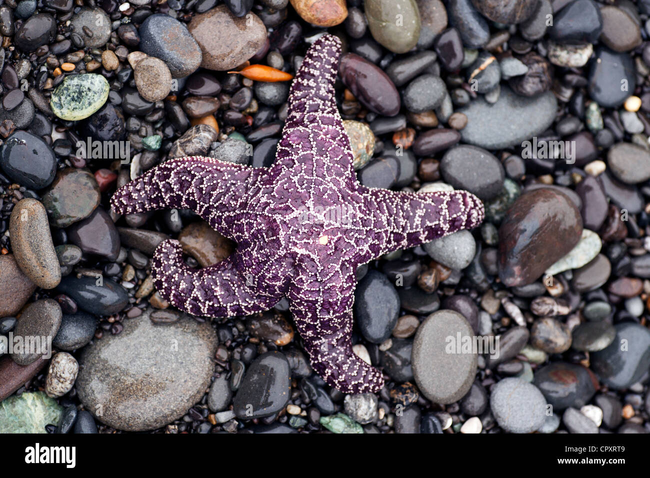 Starfish olympic national park washington hi-res stock photography and ...