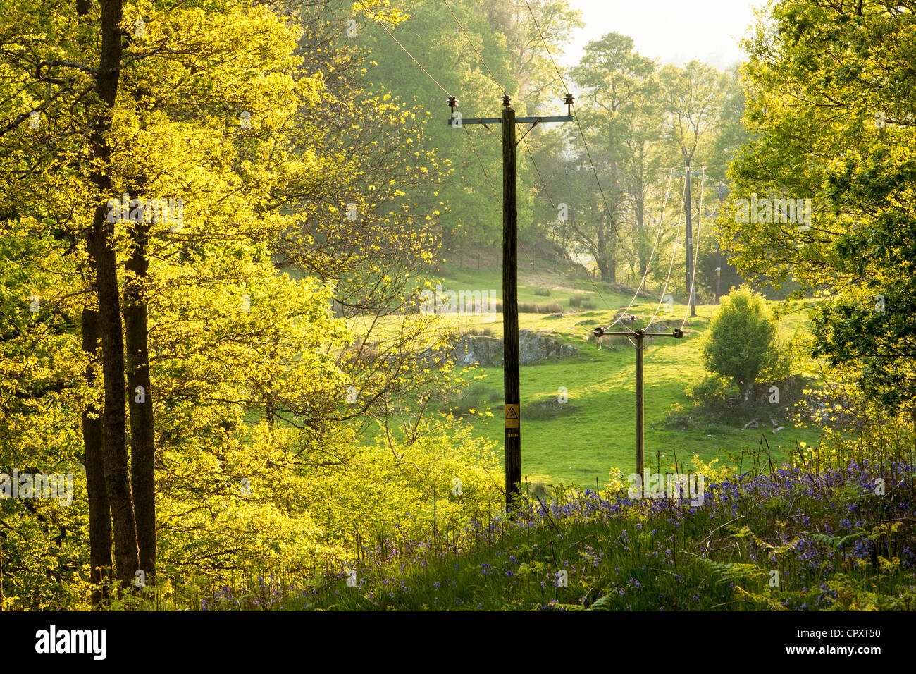 Power lines cut through a woodland near Ambleside, Lake District, UK ...