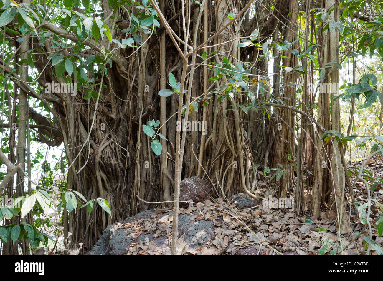 A banyan is a fig that starts its life as an epiphyte when its seeds ...